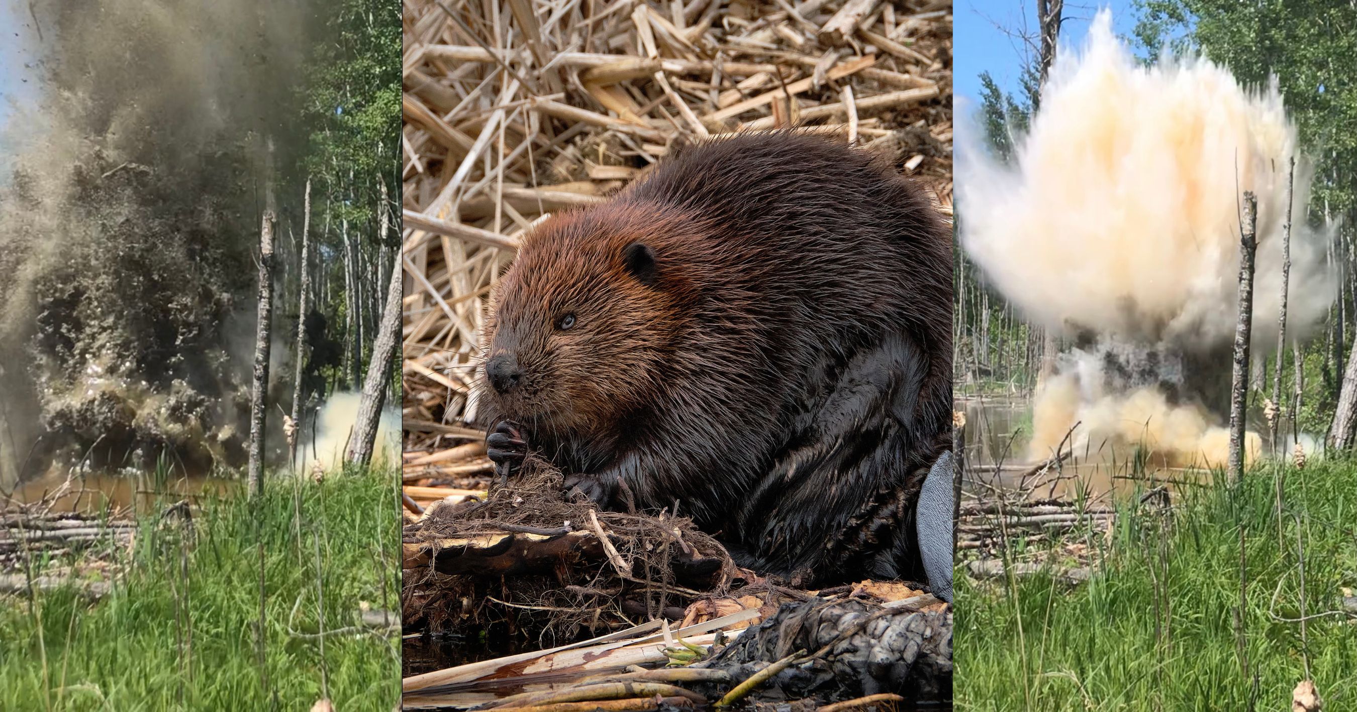 Beavers: Can’t Live with Them, Can’t Live without Them?